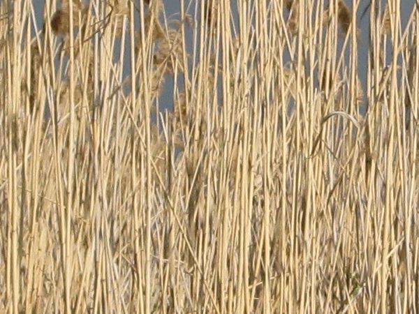 tall grass texture 0008 - Texturelib